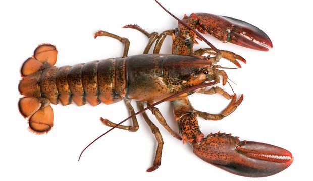 What are lobsters classified as?