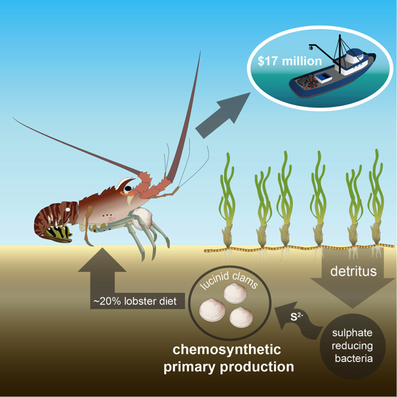 What are lobsters in the food chain?