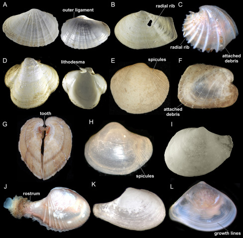 What are marine bivalves?