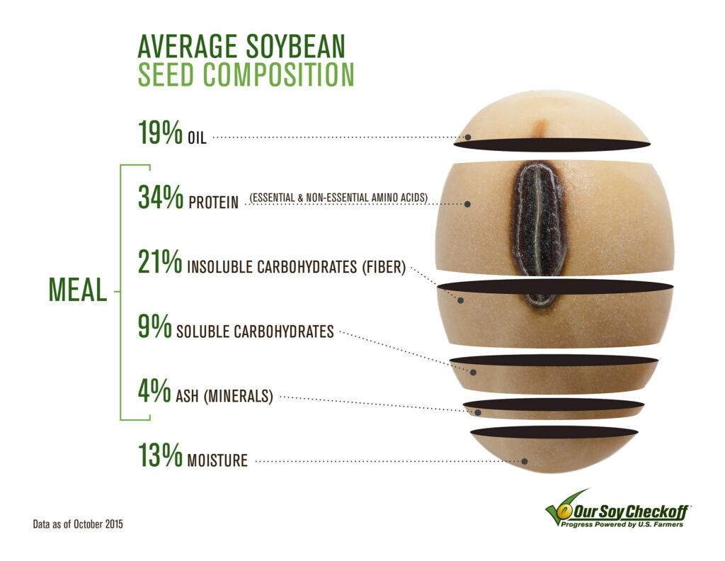 What are most soybeans processed for?