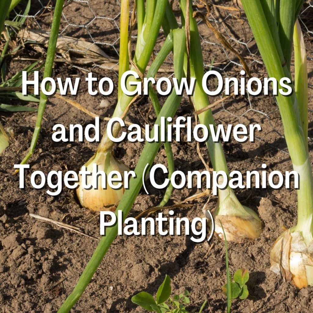 What are onions compatible with?