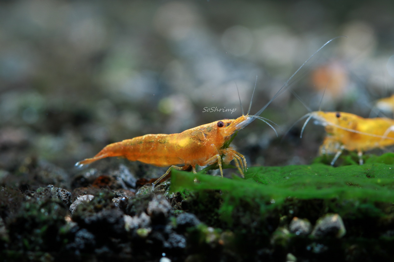 What are orange shrimp called?