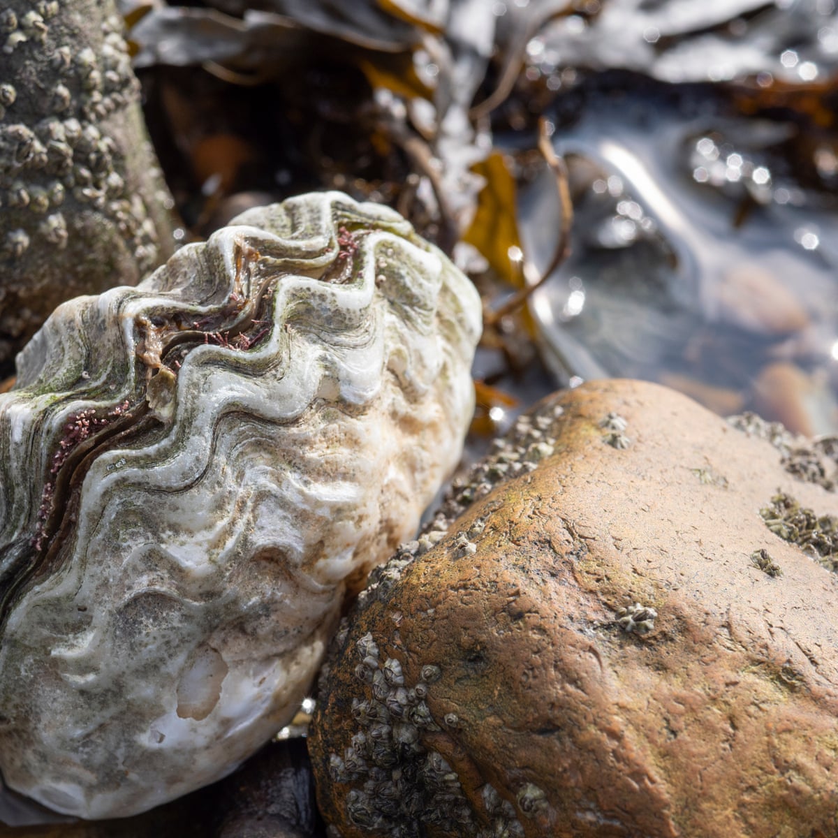 What are oyster shells good for?