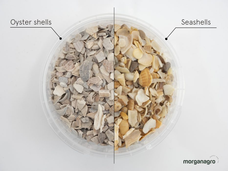 What are oyster shells made of?