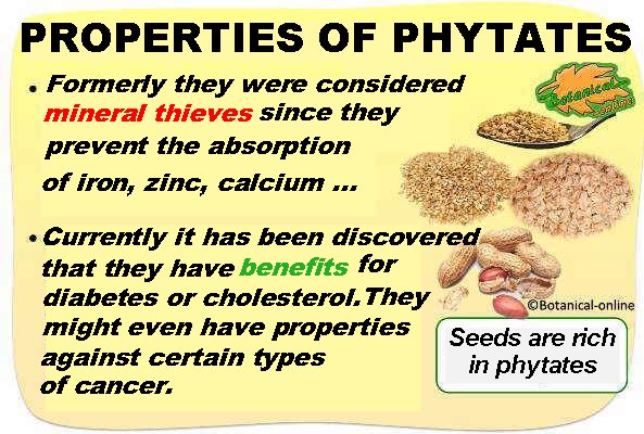 What are phytates and phytic acid?