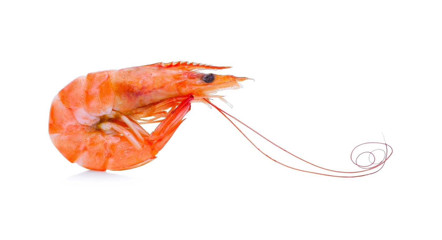 What are prawns called in the UK?