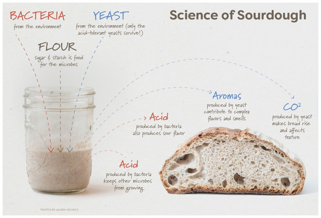 What are prebiotics in sourdough bread?