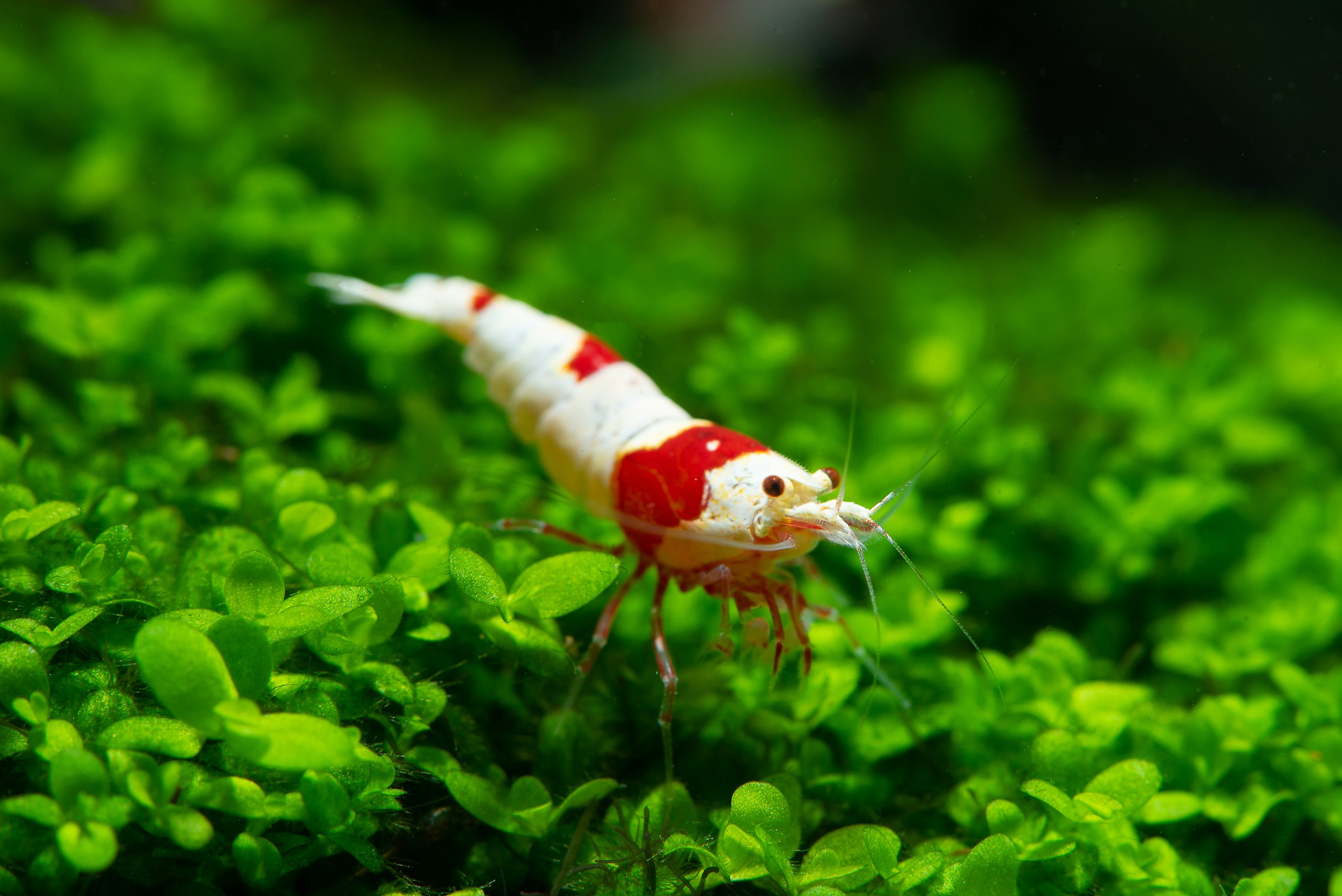 What are red and white shrimp called?