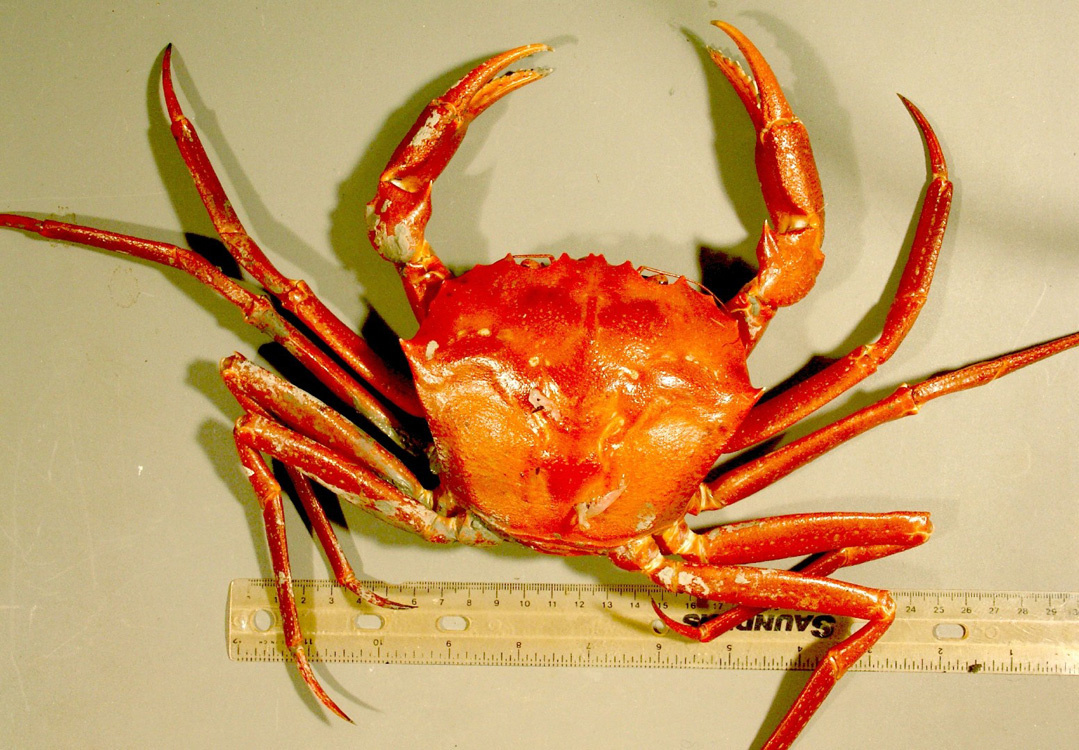 What are red deep sea crabs?