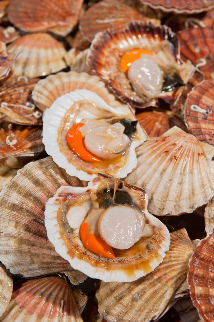 What are scallops in seafood?