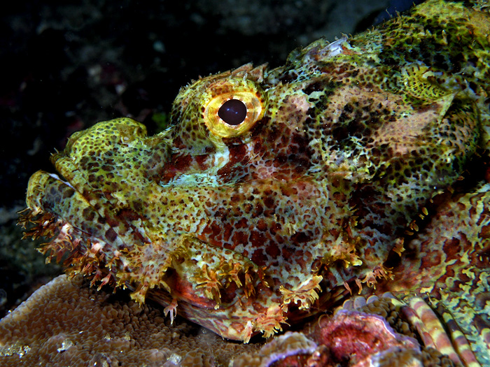 What are scorpion fishes?