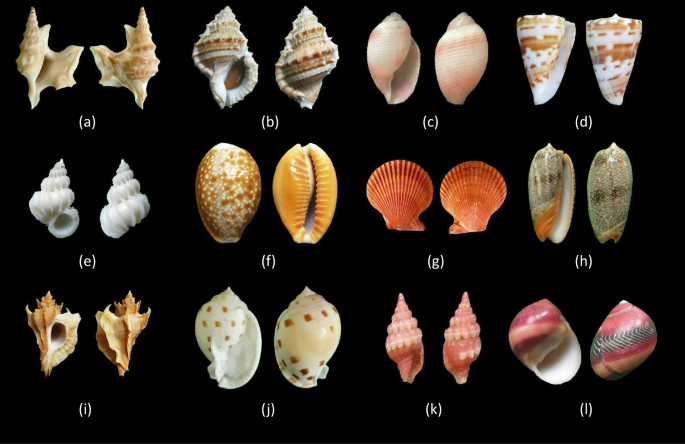 What are shells classified as?