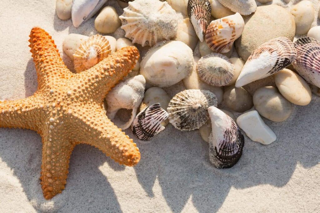 What are shells sometimes called?