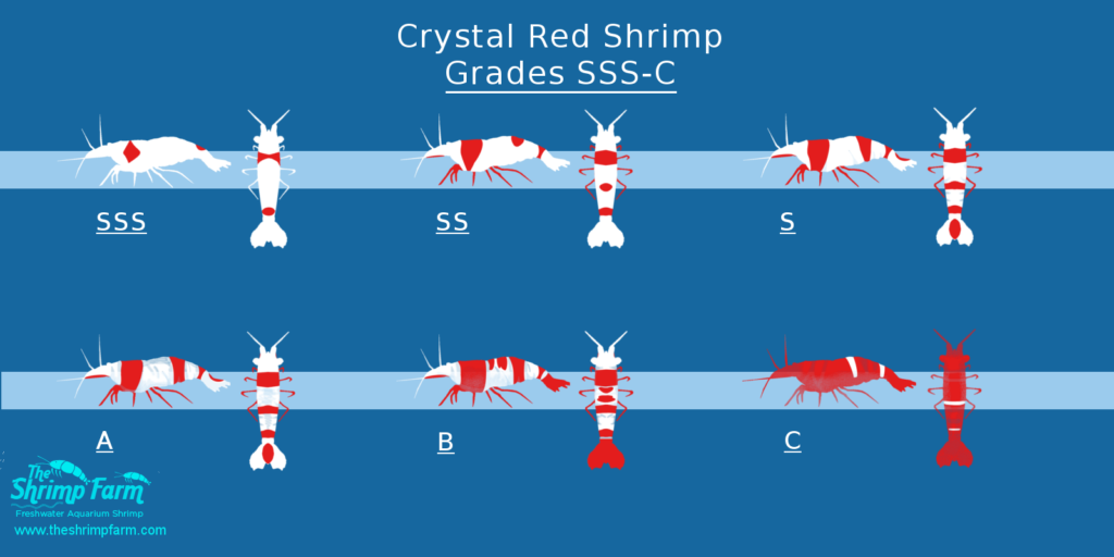 What are shrimp grades?