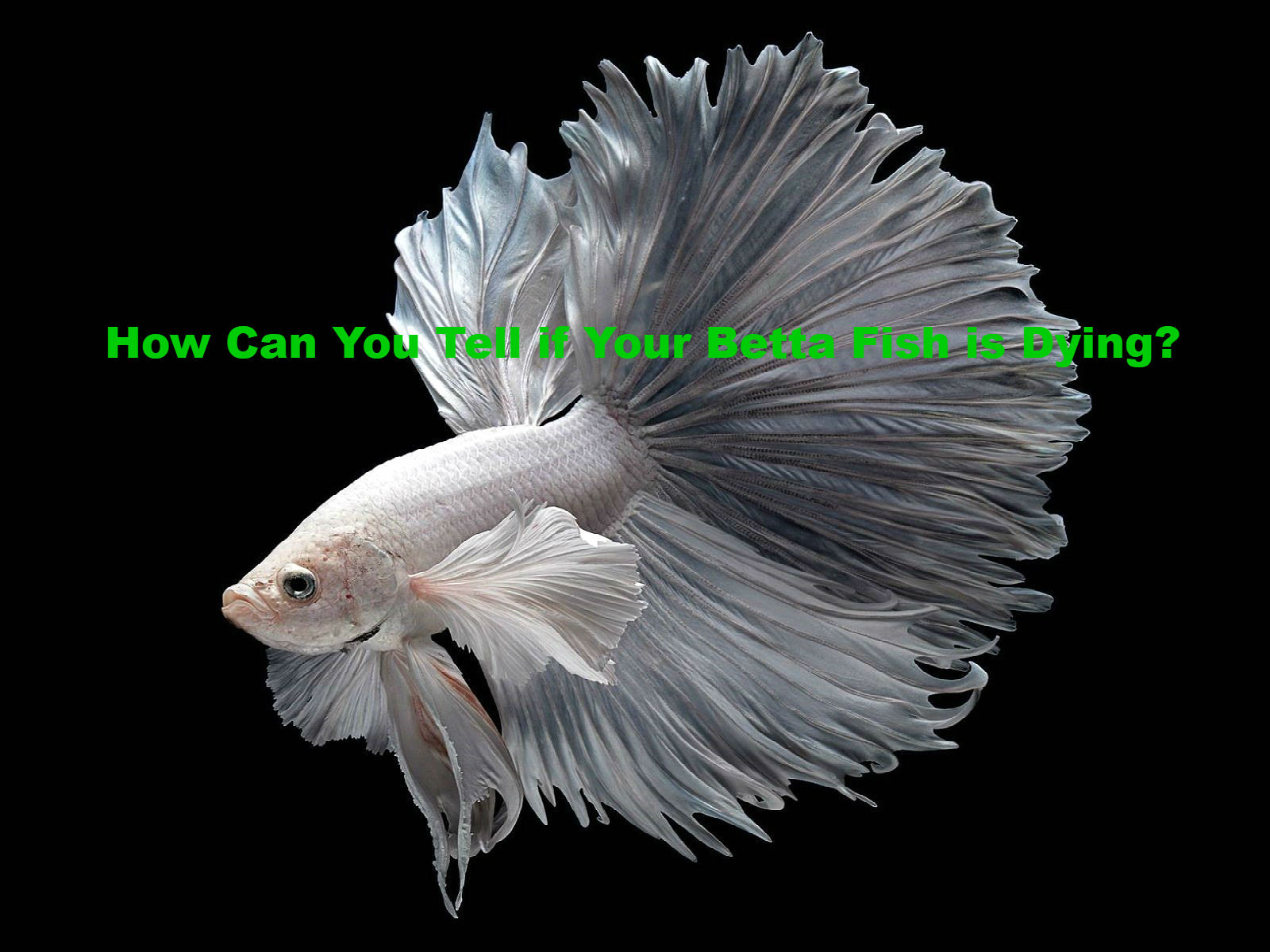 What are signs that your betta fish is dying?