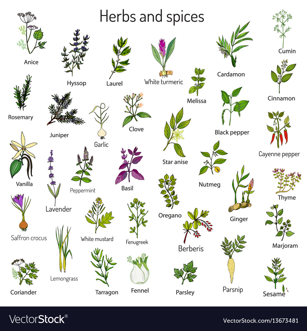 What are some culinary herbs and spices?