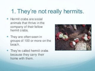 What are some fun facts about hermit crabs?
