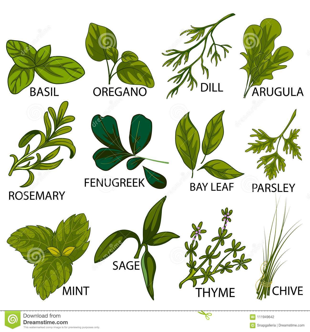 What are some herbs used in cooking?