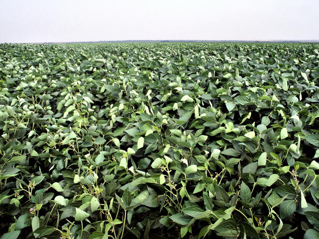 What are some of the consequences of the increase in farming soy?