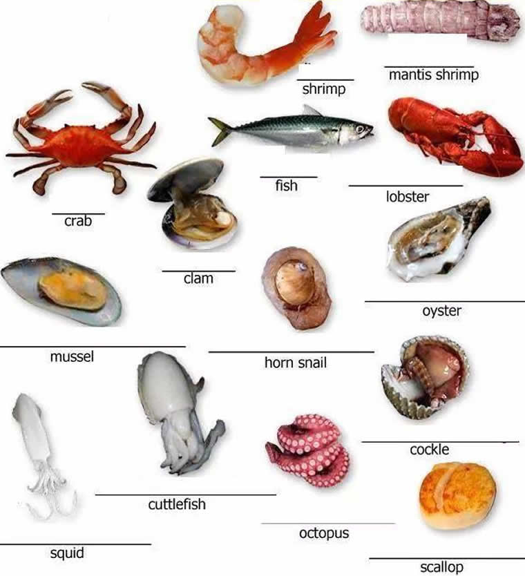 What are some seafood names?