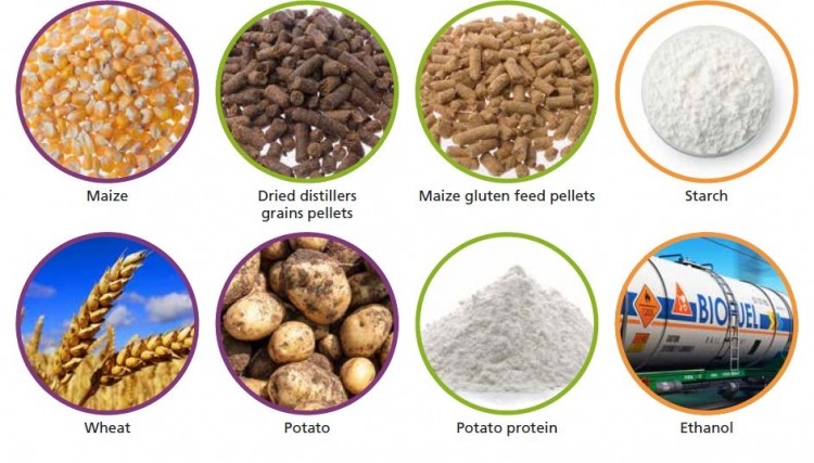 What are some sources of protein in animal feed?