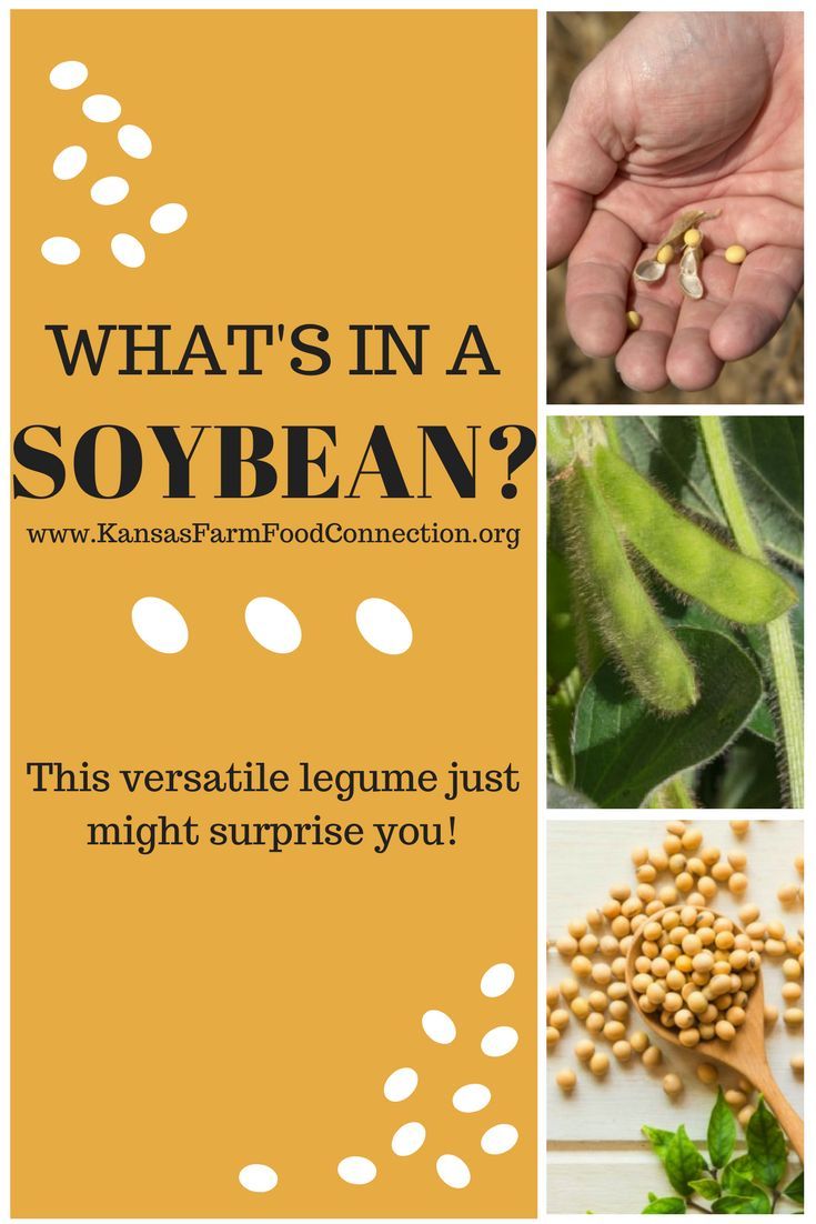 What are soybeans made?