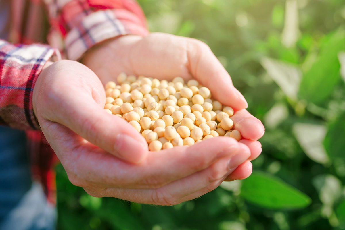 What are soybeans used for in Asia?