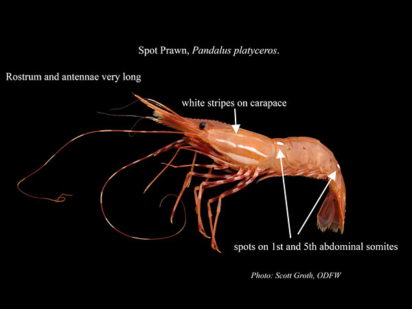 What are spot prawns (Pandalus platyceros)?