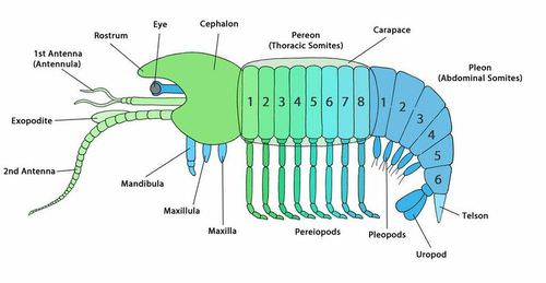 What are the 2 major regions of the body of this crustacean?