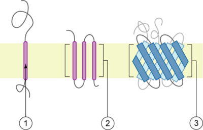 What are the 2 protein types?