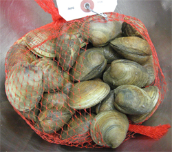 What are the 2 requirements for storing live shellfish?