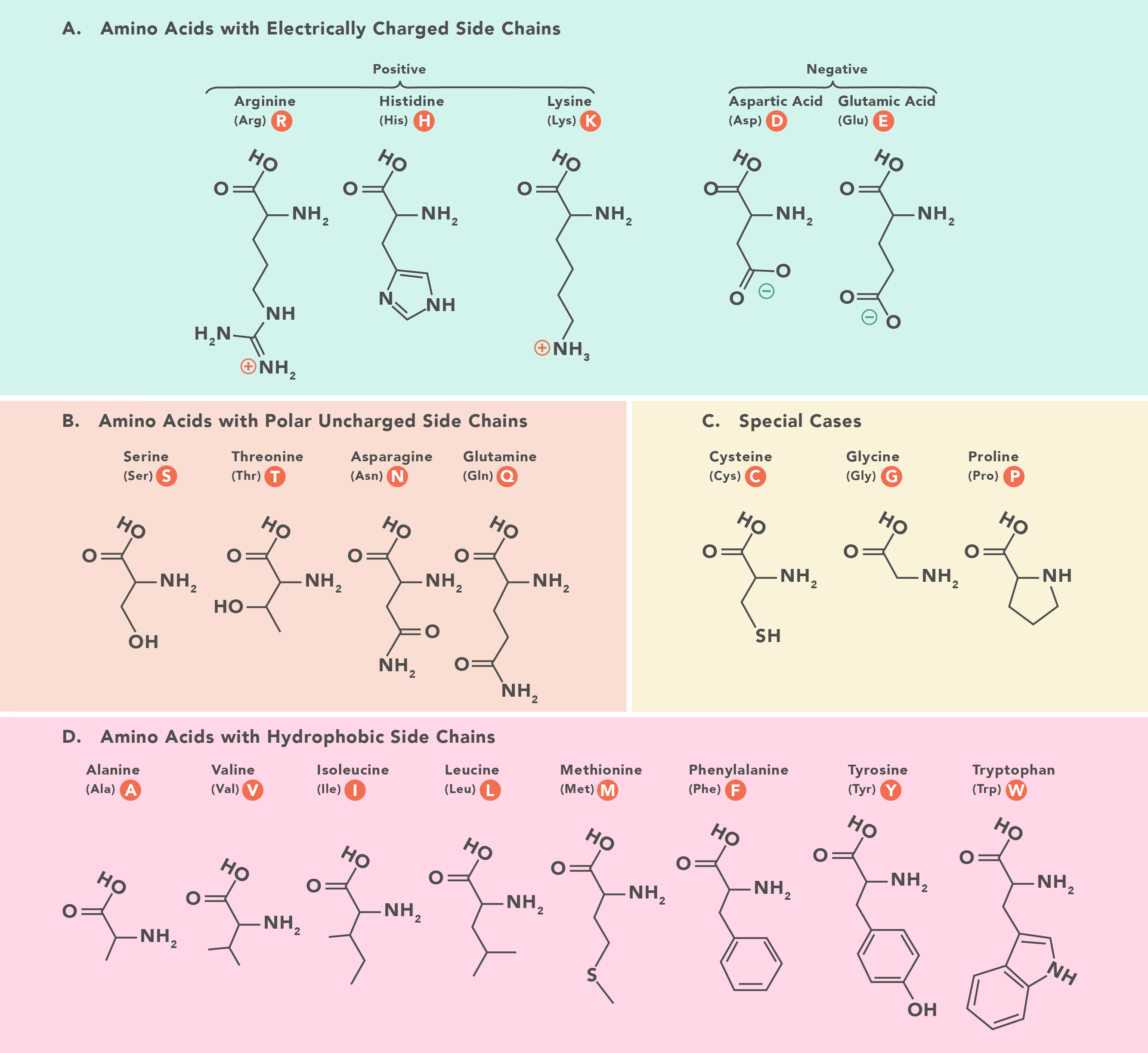 What are the 20 types of amino acids called?
