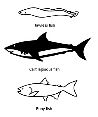 What are the 3 basic groups of fishes?