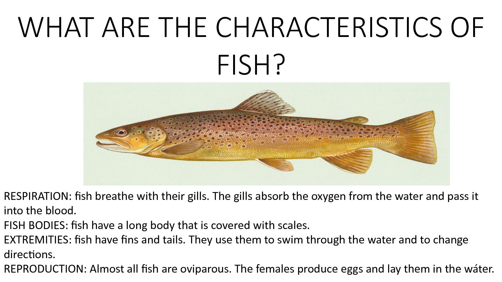 What are the 3 characteristics of a fish?