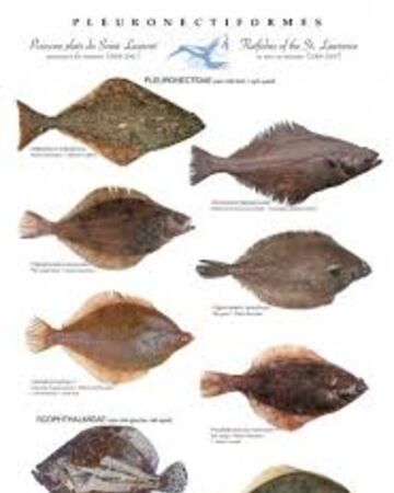 What are the 3 different types of flatfish?