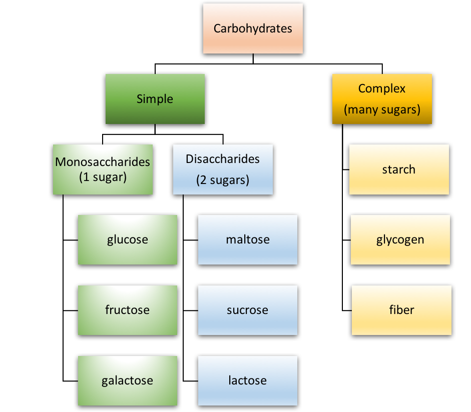 What are the 3 main carbohydrates?