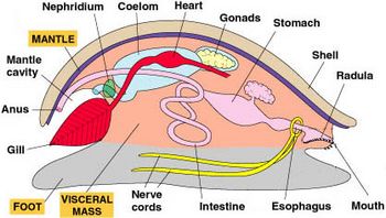 What are the 3 main parts of a mollusc body?