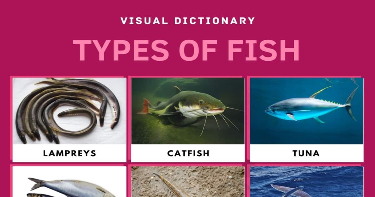 What are the 3 main types of fish?