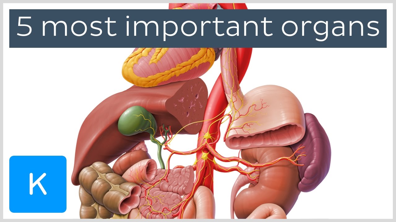 What are the 3 most important organs?