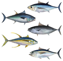 What are the 3 most widely harvested fish?