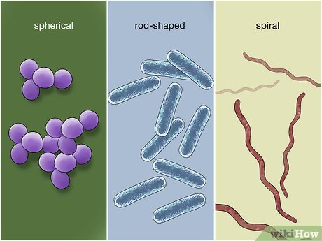 What are the 3 ways bacteria are identified?