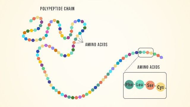 What are the 4 amino acids in protein?