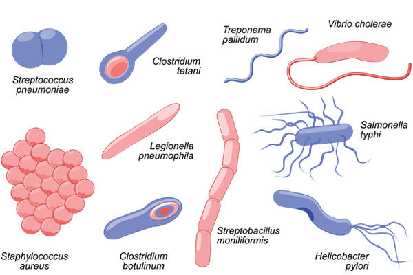 What are the 4 classification of bacteria?