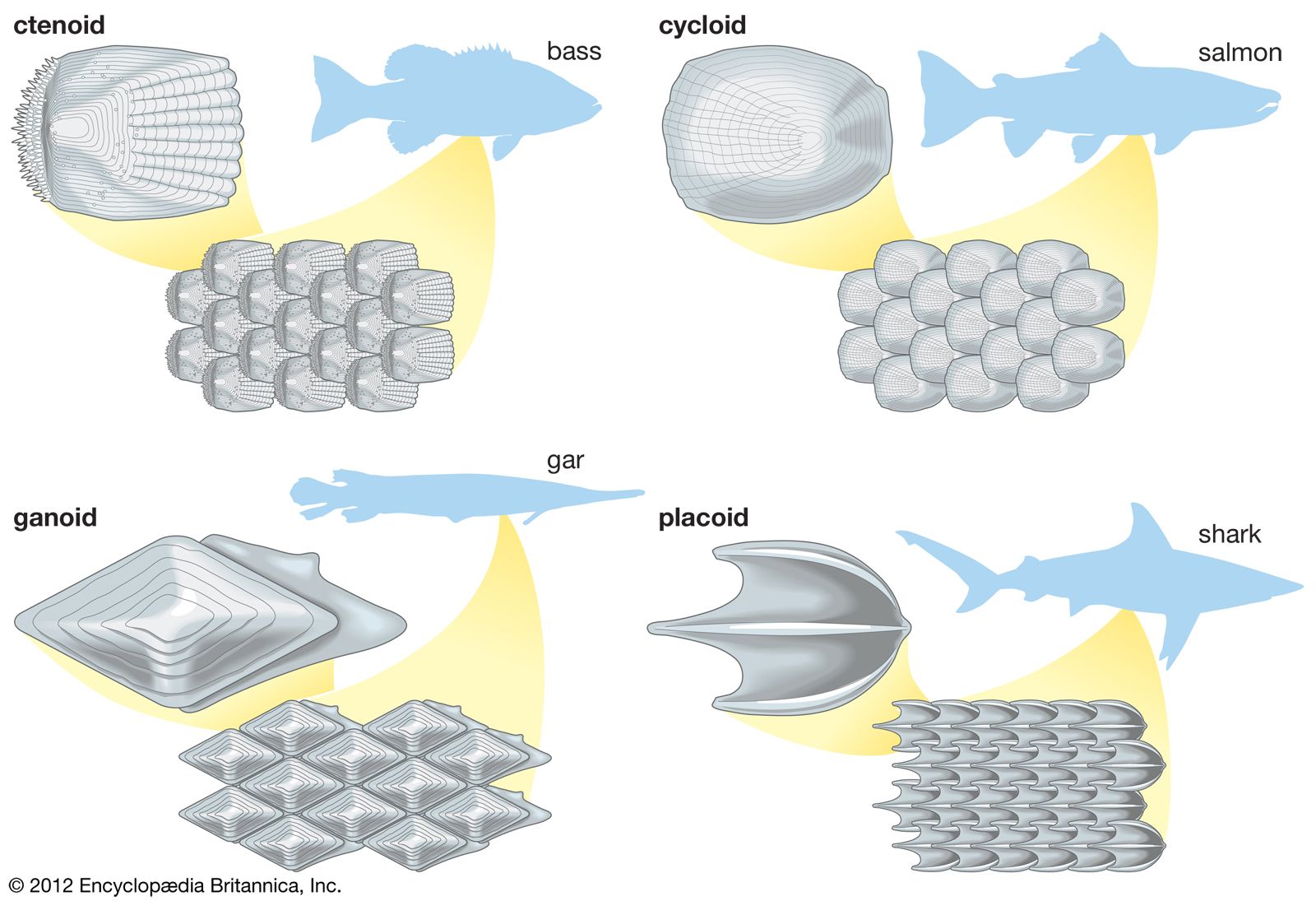 What are the 4 different types of fish scales?