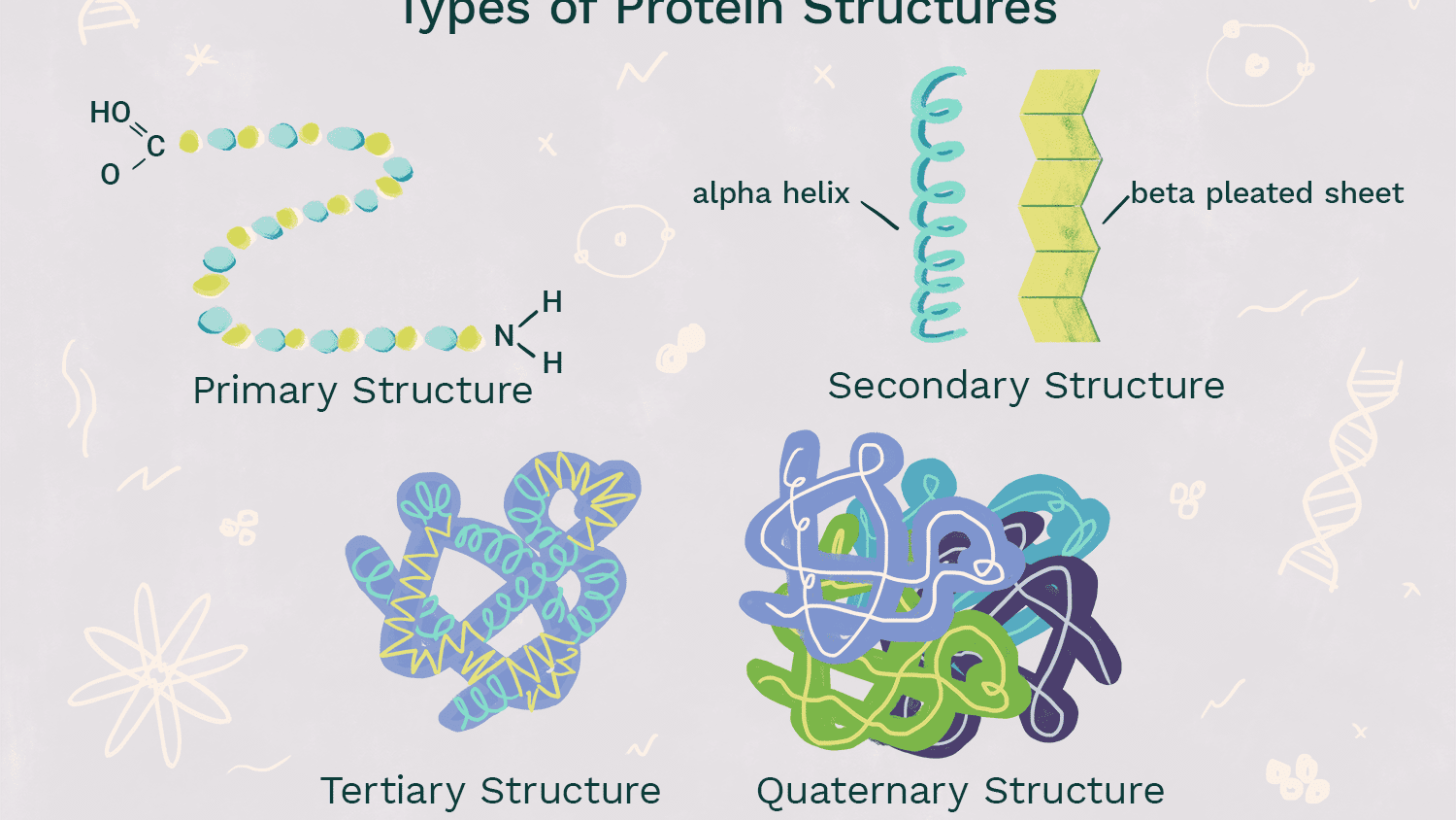 What are the 4 main types of protein?