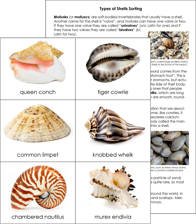 What are the 4 main types of shells?
