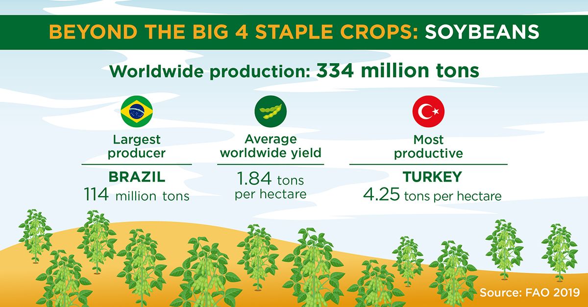 What are the 4 staple crops?