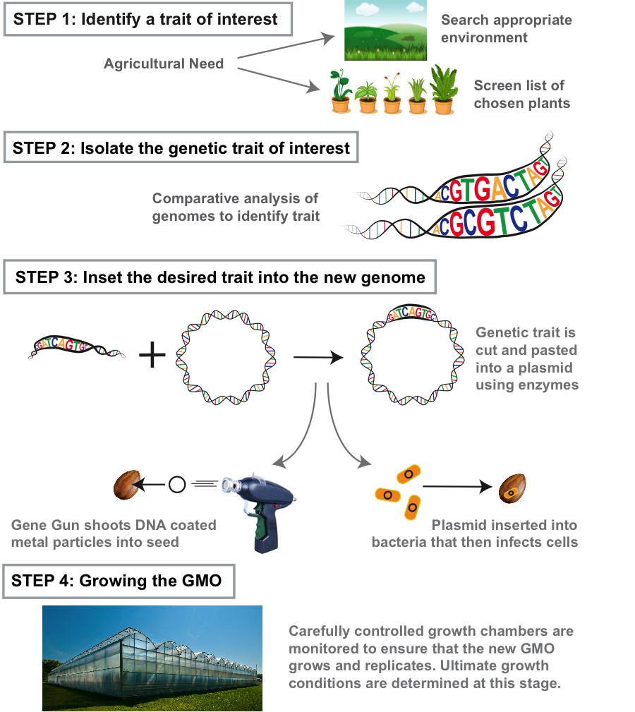 What are the 4 steps to produce GMOs?