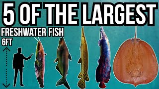 What are the 5 biggest freshwater fish?