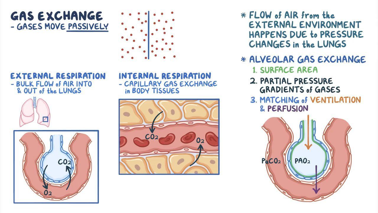 What are the 5 components of gas exchange?